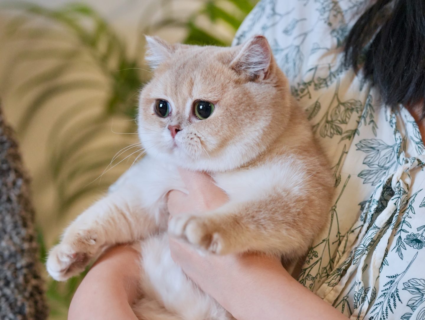 Blue Golden Shaded British Shorthair - Spinach - BearMary Cattery